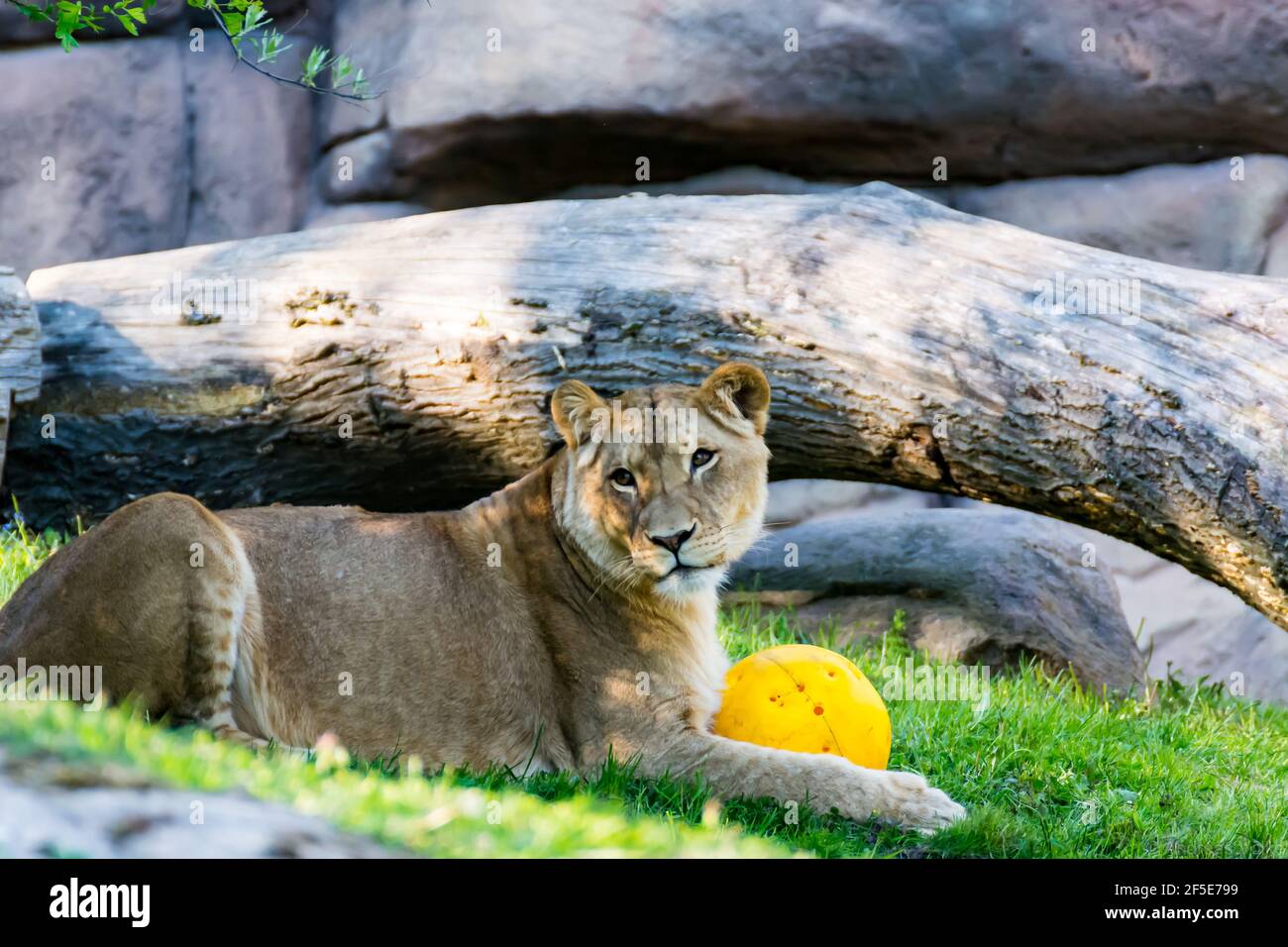 Ground lion hi-res stock photography and images - Alamy