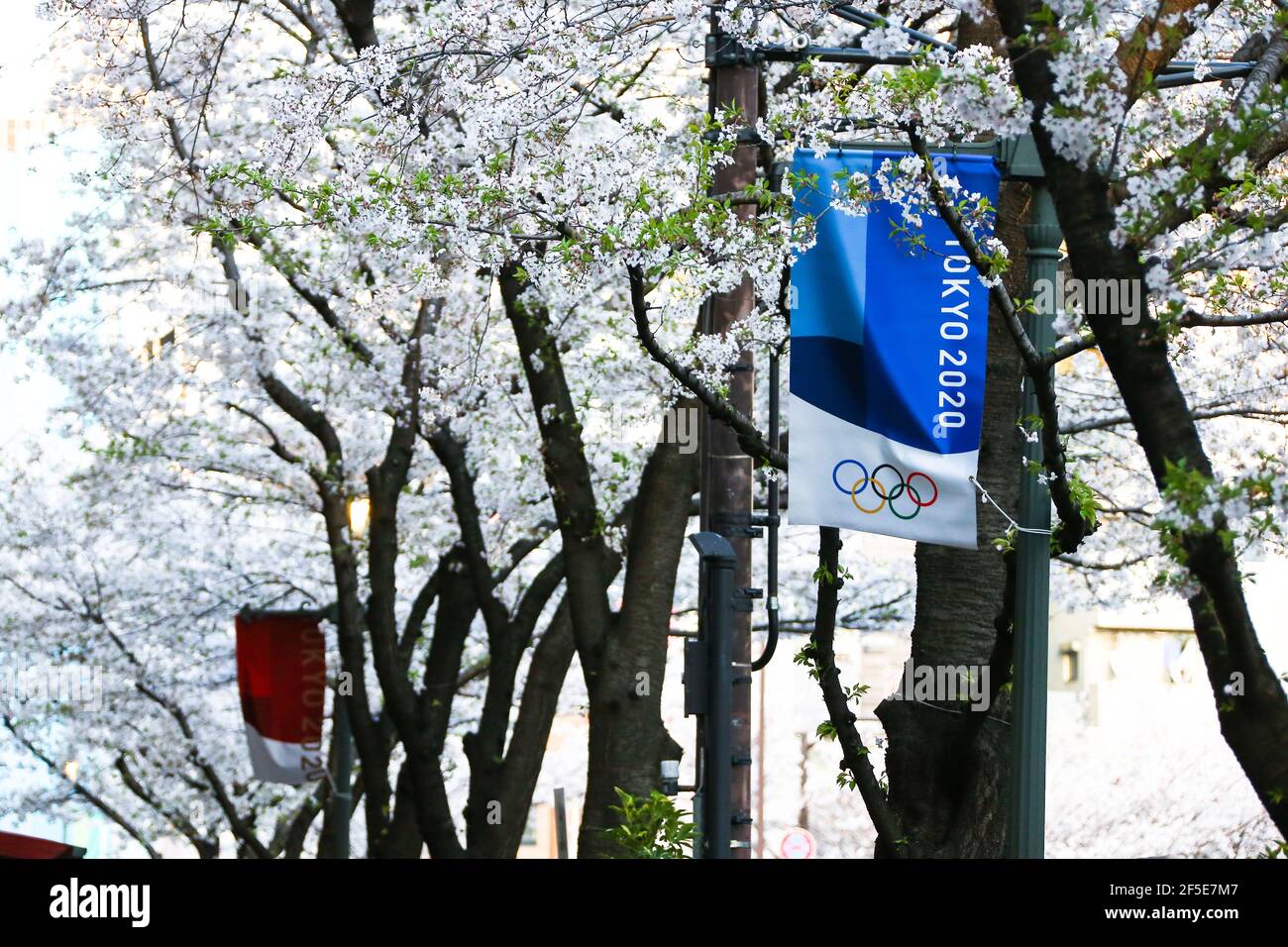 This Flag to the Tokyo Olympics (Tokyo 2020) in Cherry blossom viewing ...