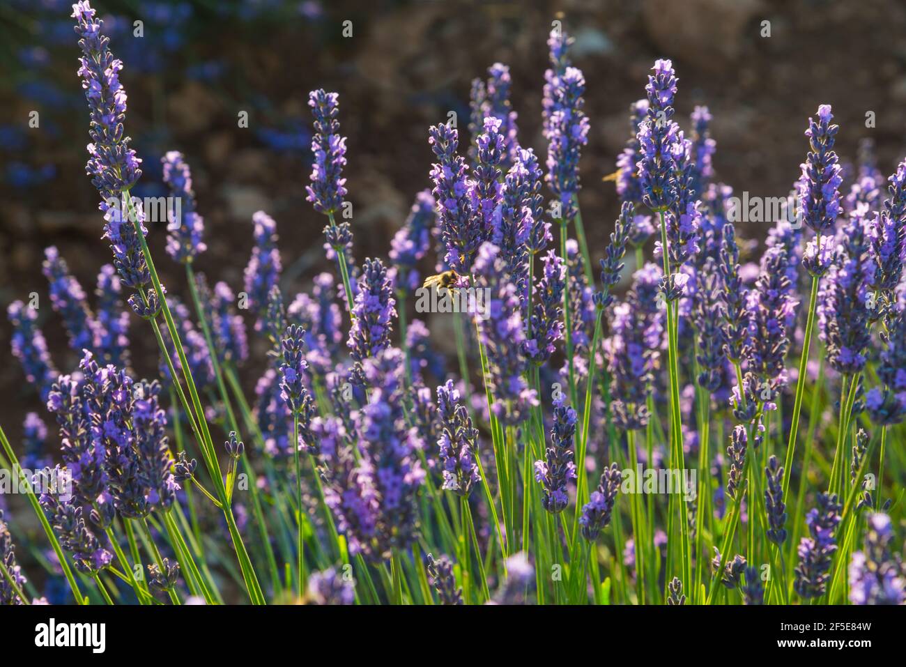 Plants for pollinating insects hi-res stock photography and images - Alamy