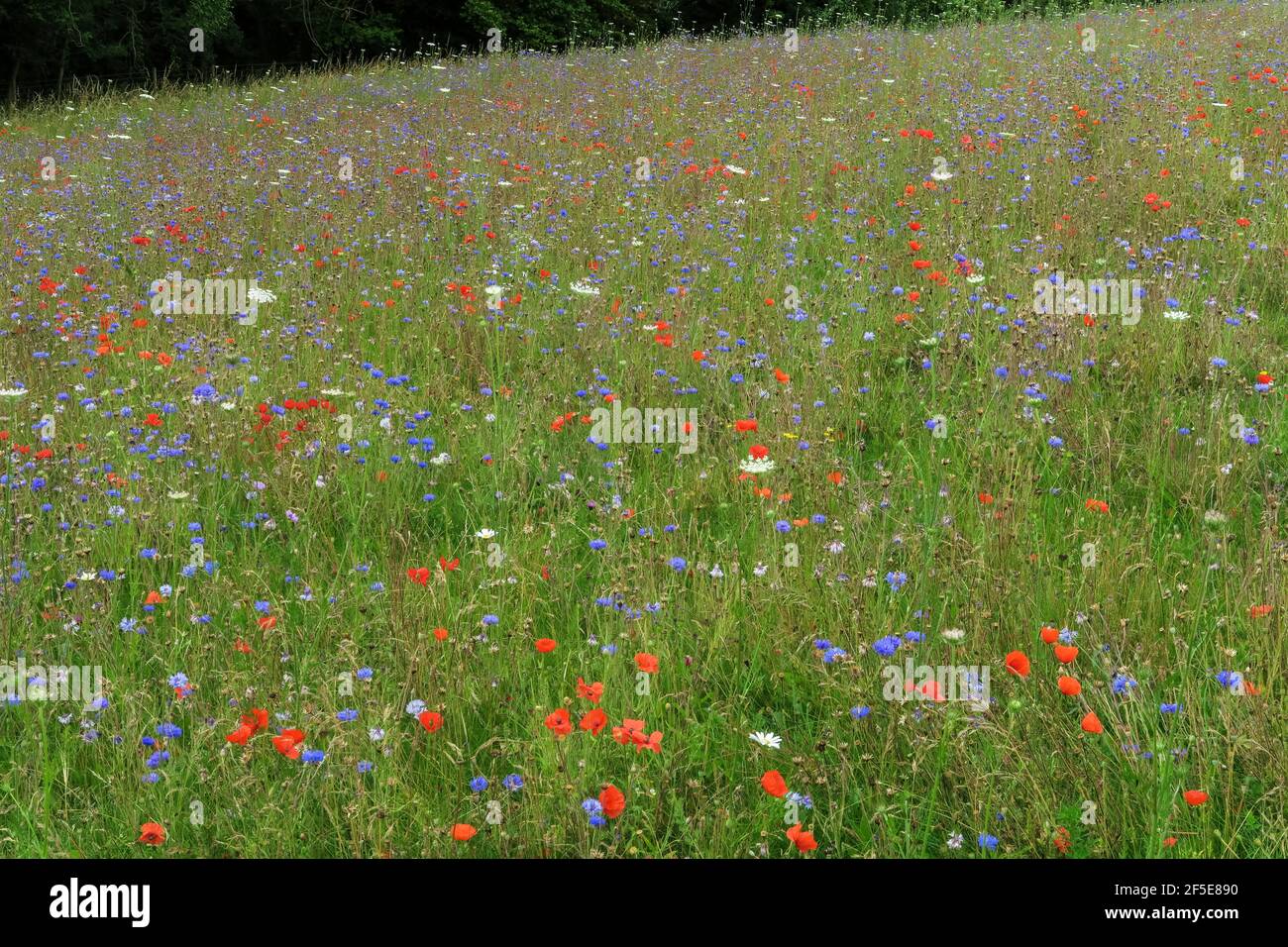 Wildflower meadow seeded by landowner to aid recovery of ecosystem near ...