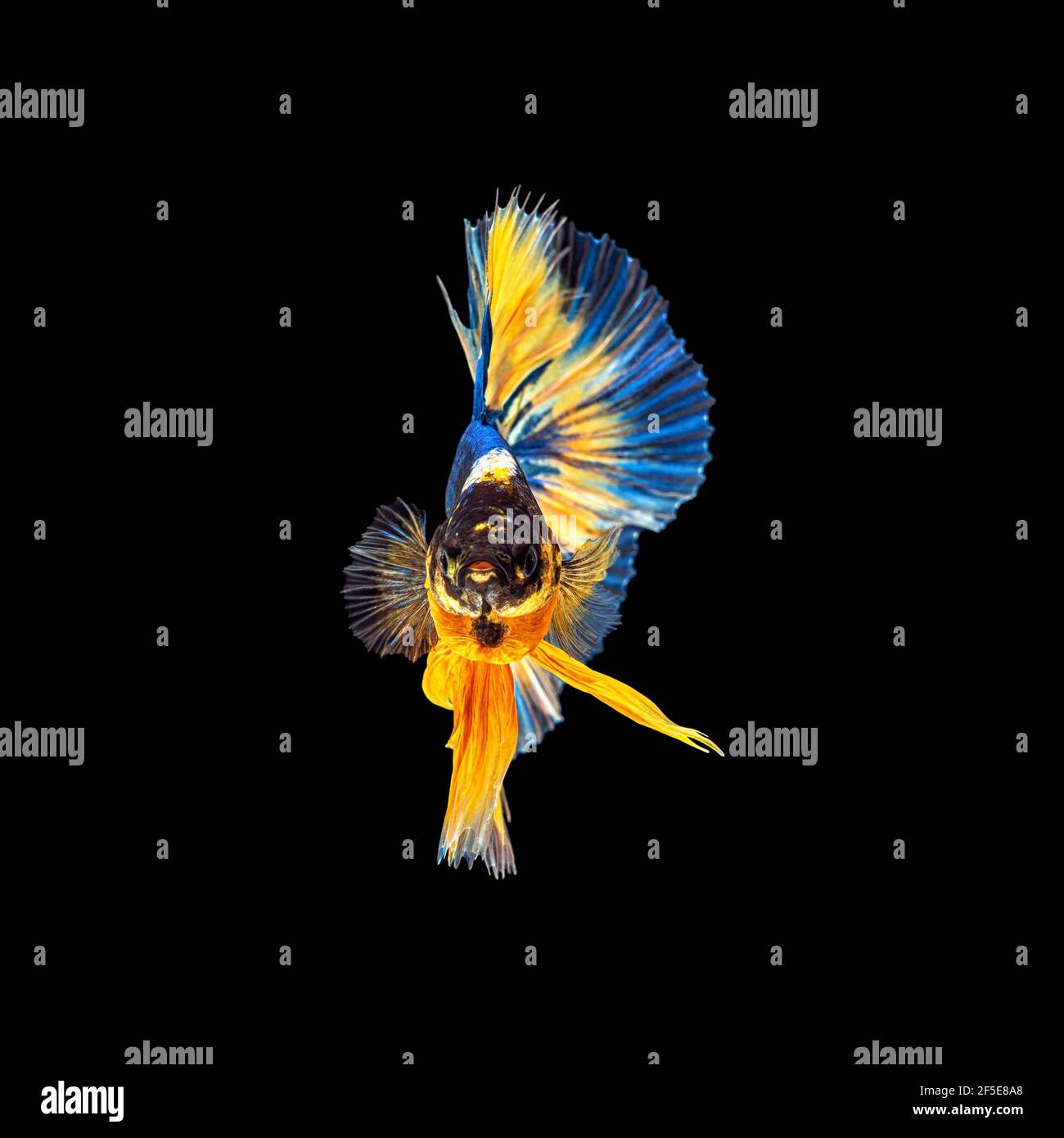Movement beautiful of colorful siamese betta fish or half moon betta ...