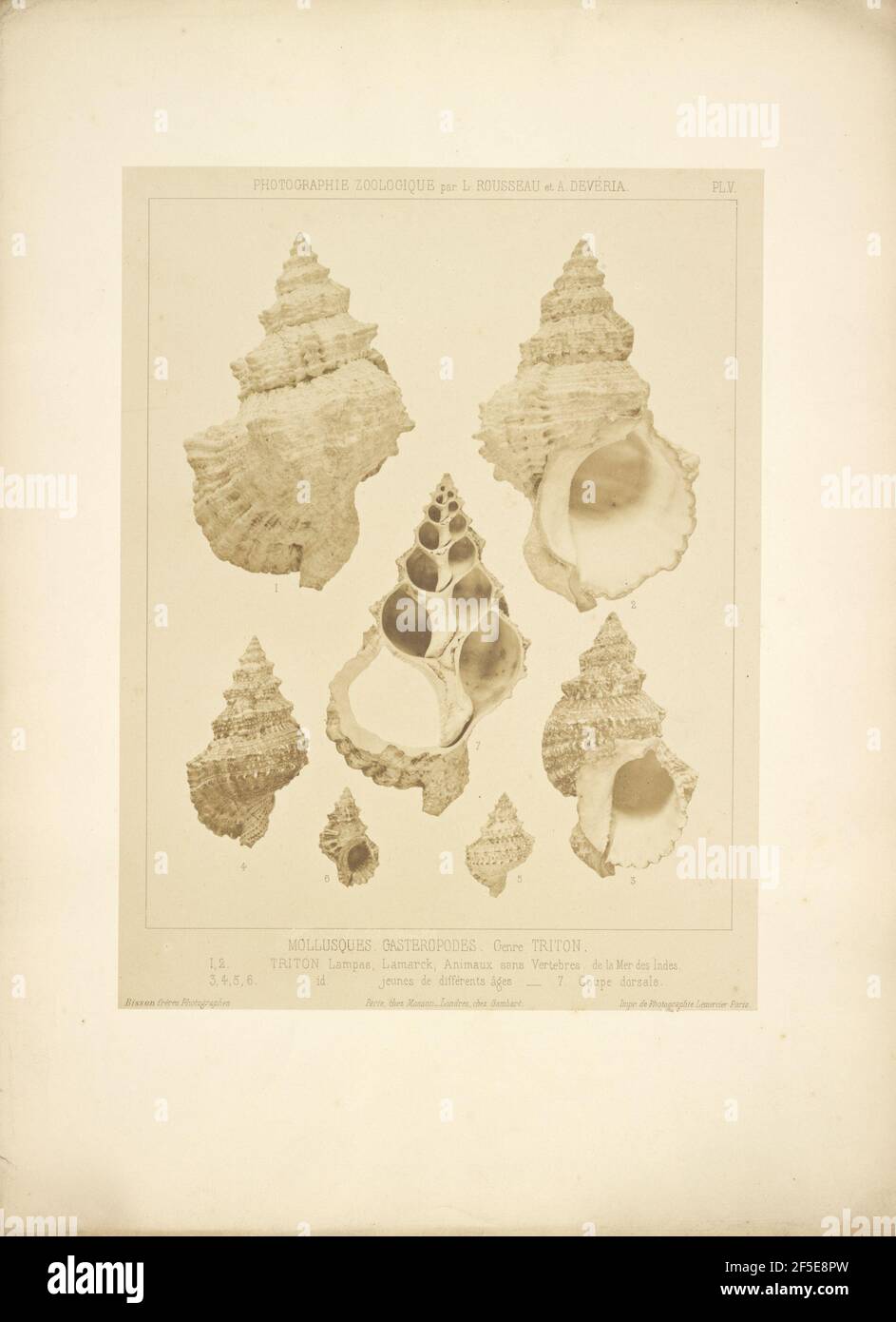 Mollusk specimens hi-res stock photography and images - Alamy