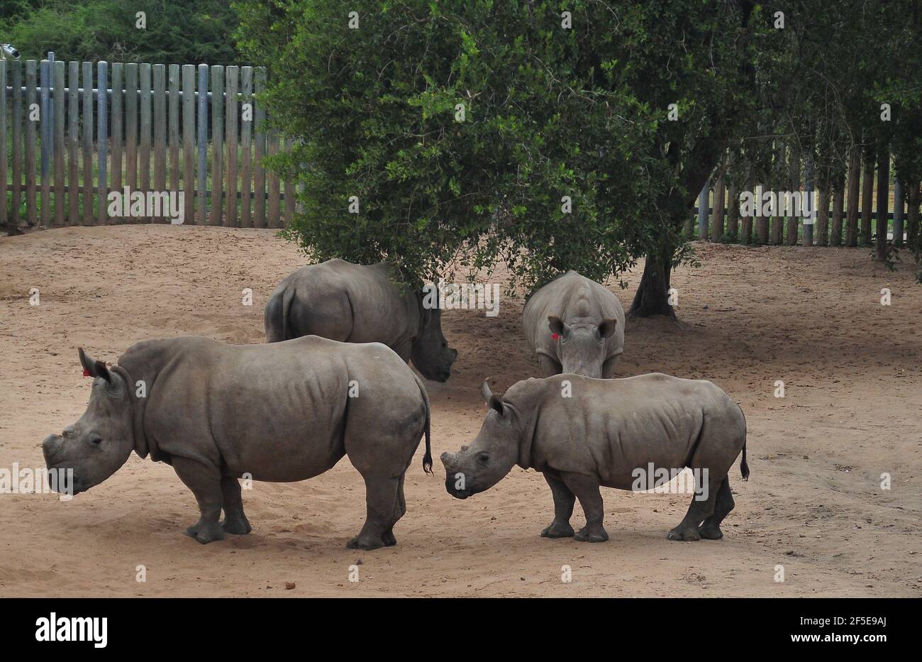 Rhino calves orphaned by poaching are looked after by surrogate moms in ...