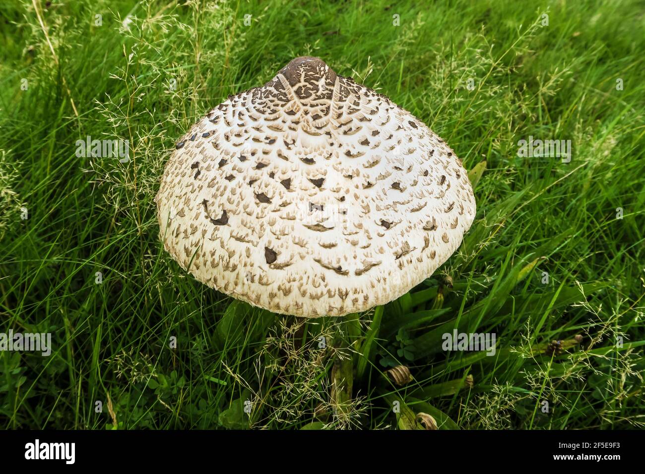 Crowsley park hi-res stock photography and images - Alamy