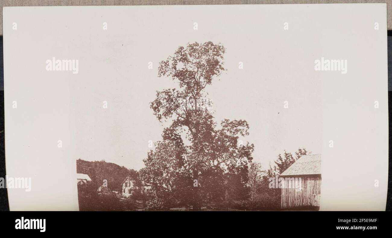 Old Hickory on the Lynde Farm in Wyoming. Wilson Flagg (American ...