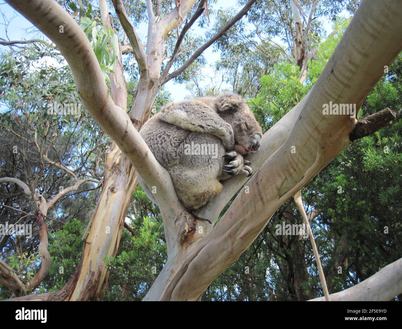 Southern koala hi-res stock photography and images - Alamy