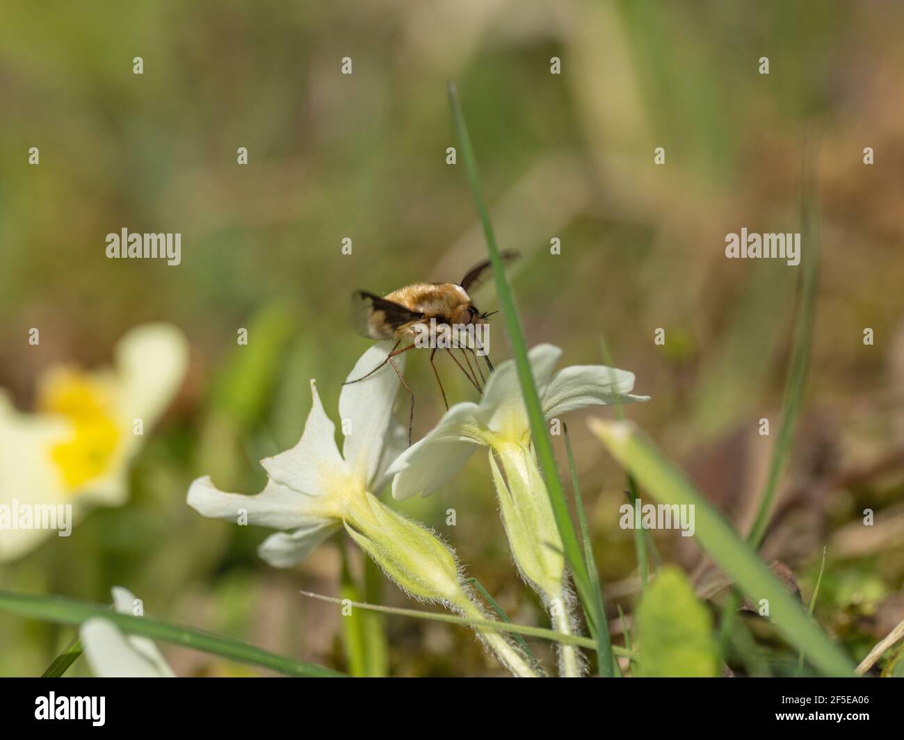 Bee Fly on a Common Primrose in Spring Stock Photo - Alamy