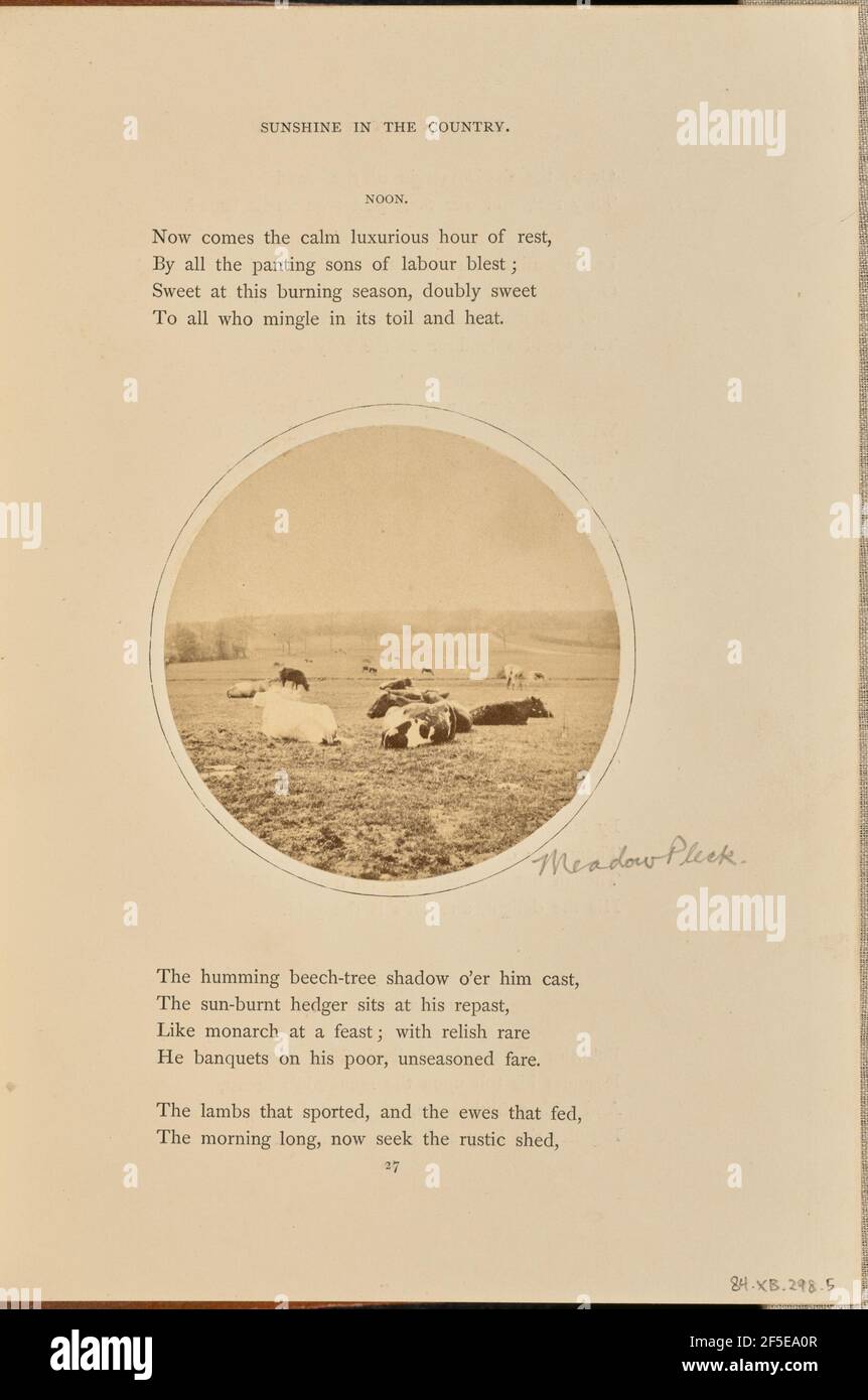 Pastoral scene with cattle resting in a field, England. William Grundy ...