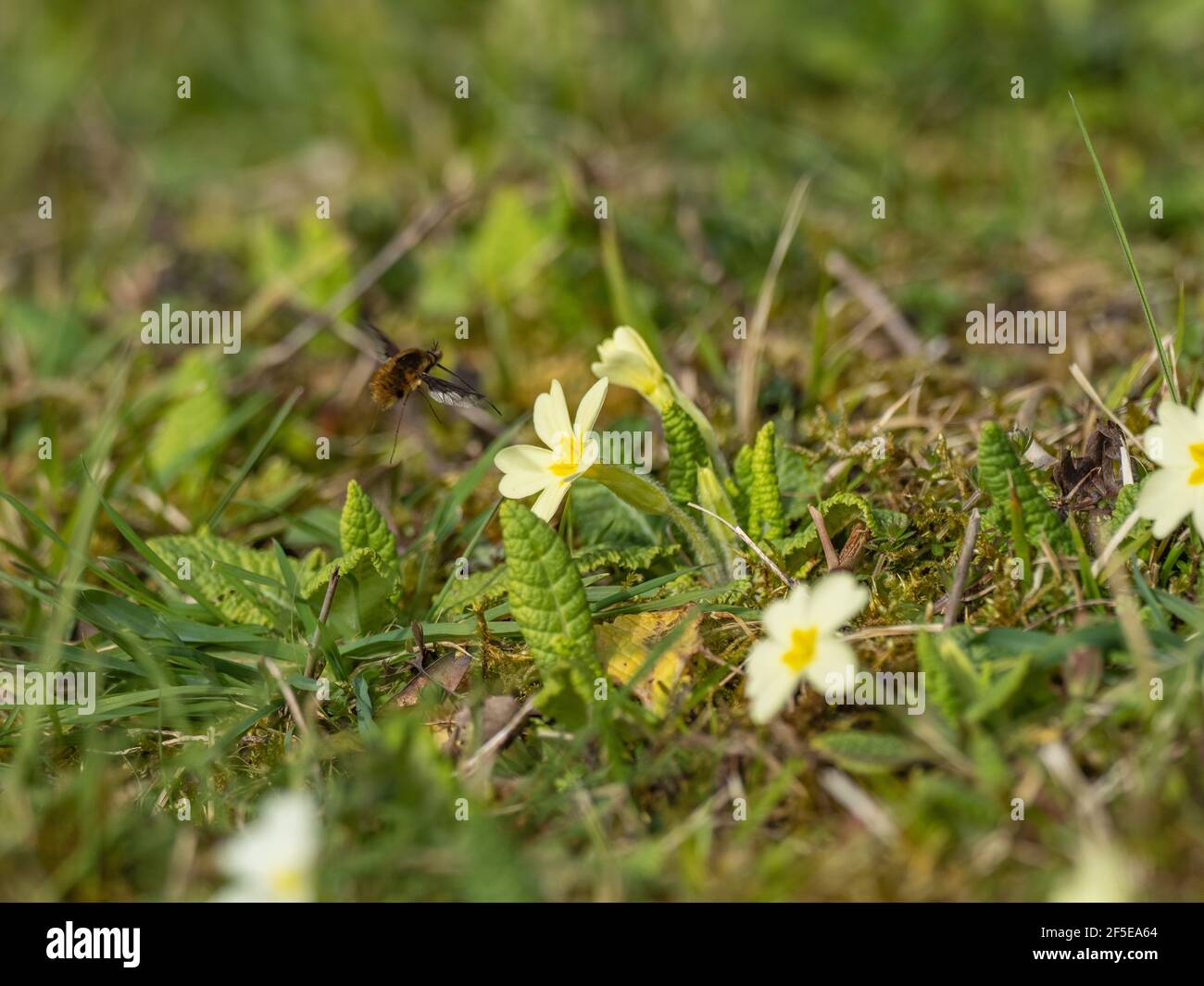 Bee Fly in Flight on a Common Primrose in Spring Stock Photo - Alamy