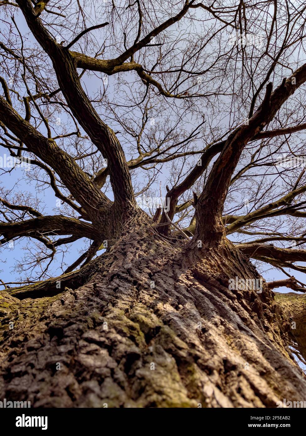 Tree trunk and branches without leaves on blue sky backgrounds taken ...