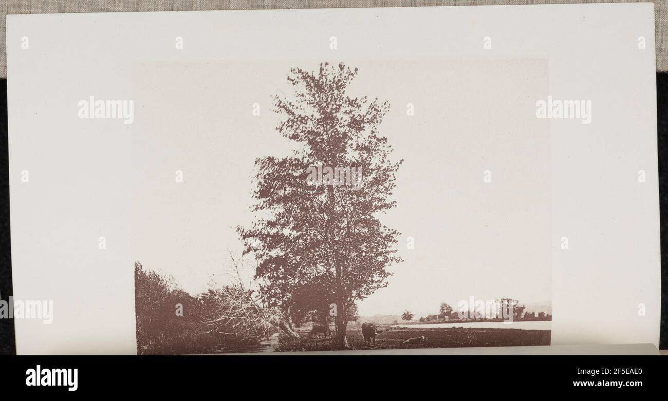 Red Maples near the Glacialis in Cambridge. Wilson Flagg (American ...
