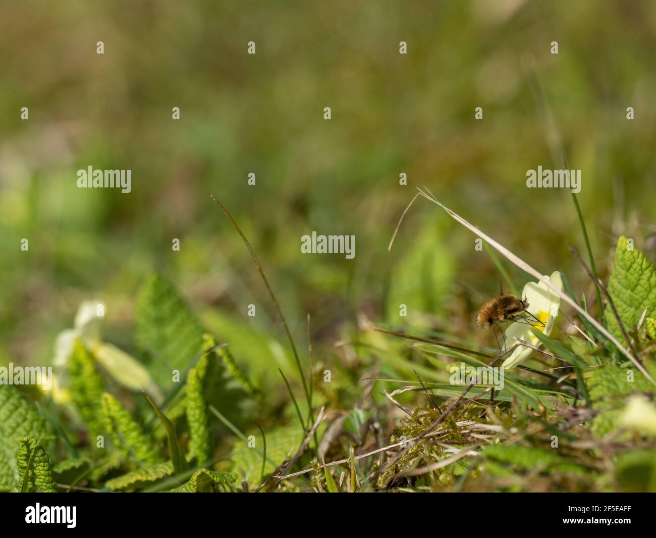 Bee primrose hi-res stock photography and images - Alamy
