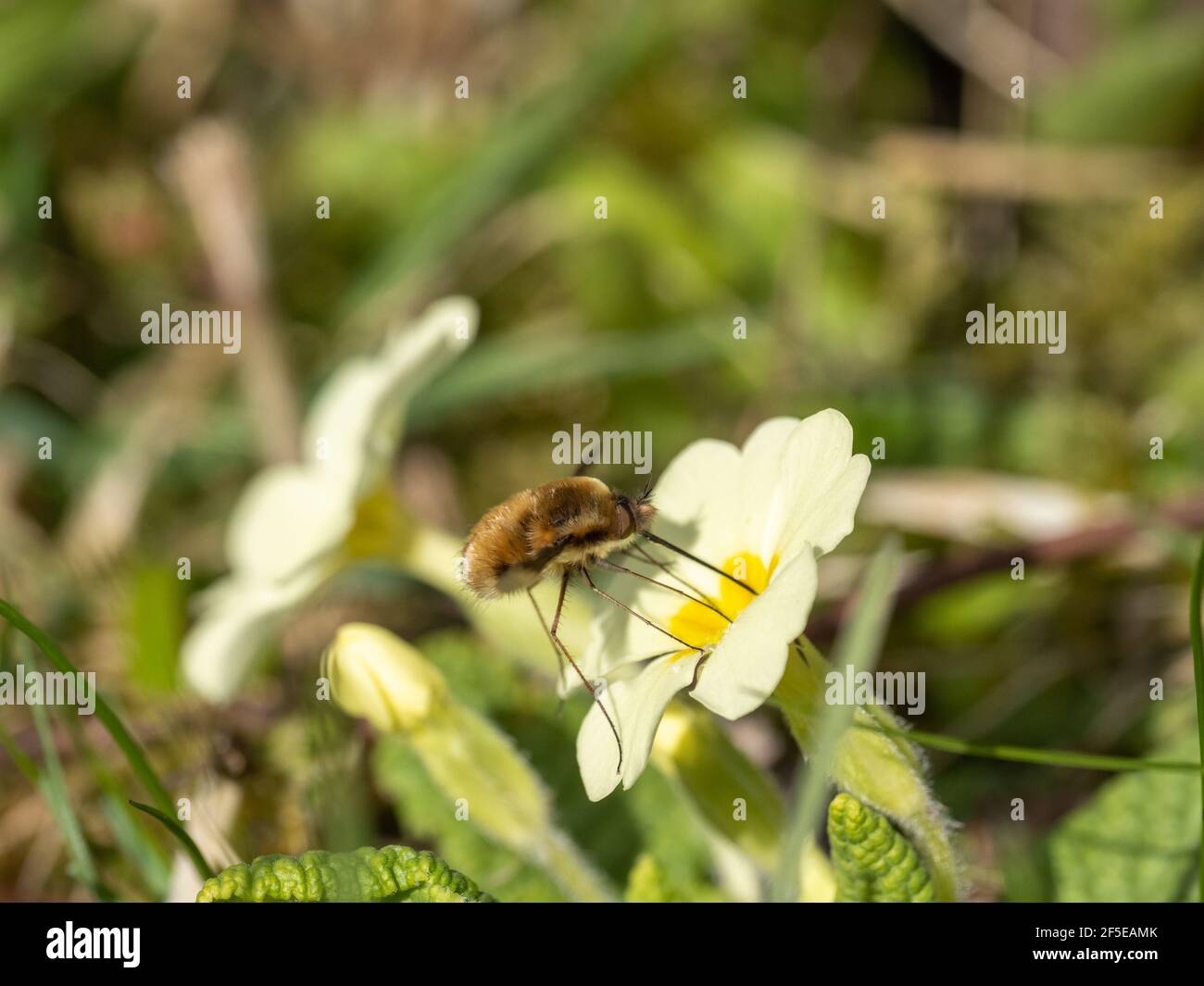 Bee Fly on a Common Primrose in Spring Stock Photo - Alamy