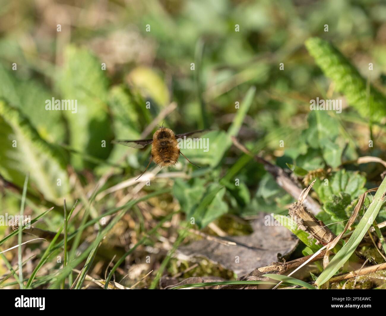 Bee Fly in Flight on a Common Primrose in Spring Stock Photo - Alamy