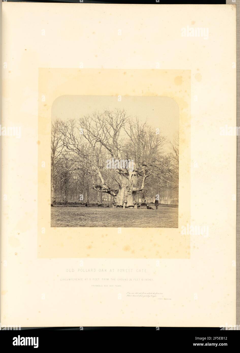 Old pollard oak hi-res stock photography and images - Alamy