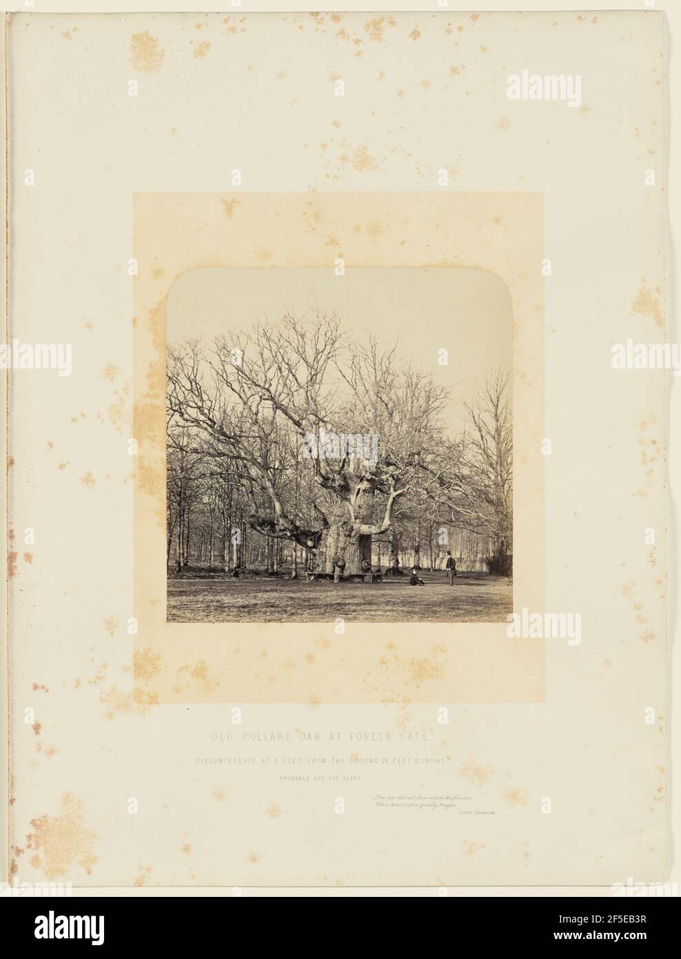 Old pollard oak hi-res stock photography and images - Alamy