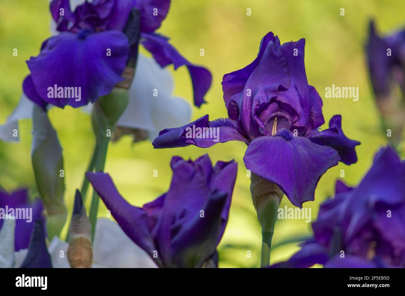 Beautiful iris flowers in sunny hi-res stock photography and images - Alamy
