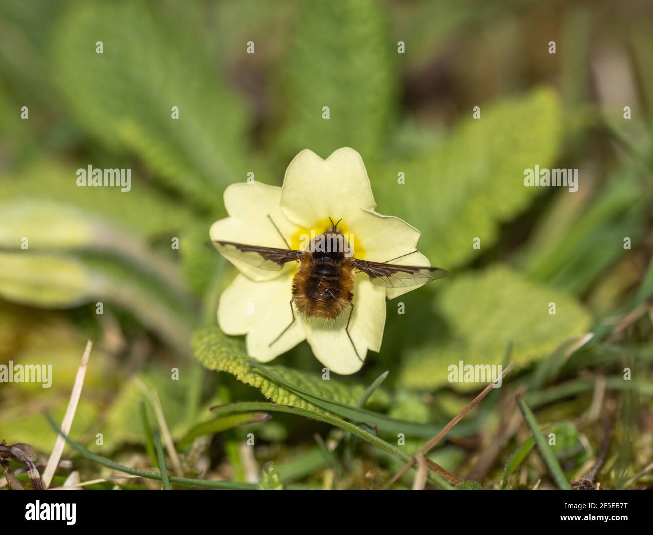 Spring flying bee uk hi-res stock photography and images - Alamy