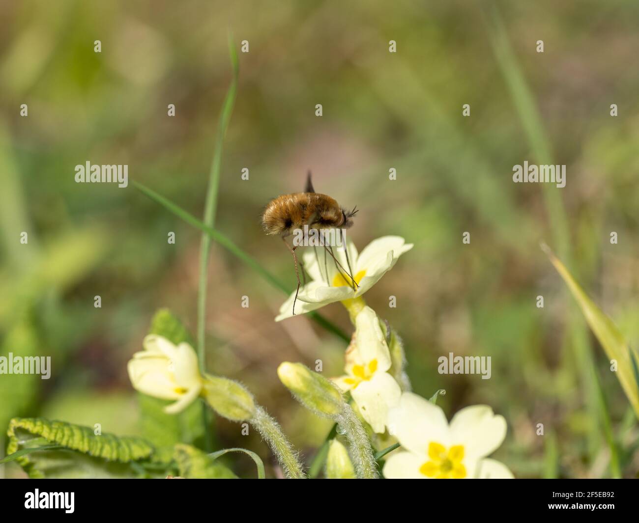 Bee Fly on a Common Primrose in Spring Stock Photo - Alamy