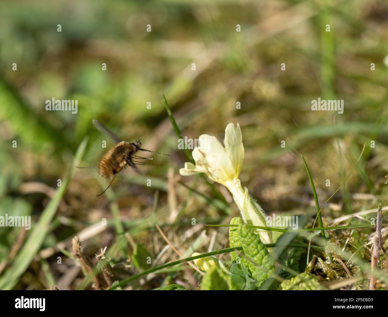 Bee Fly in Flight on a Common Primrose in Spring Stock Photo - Alamy