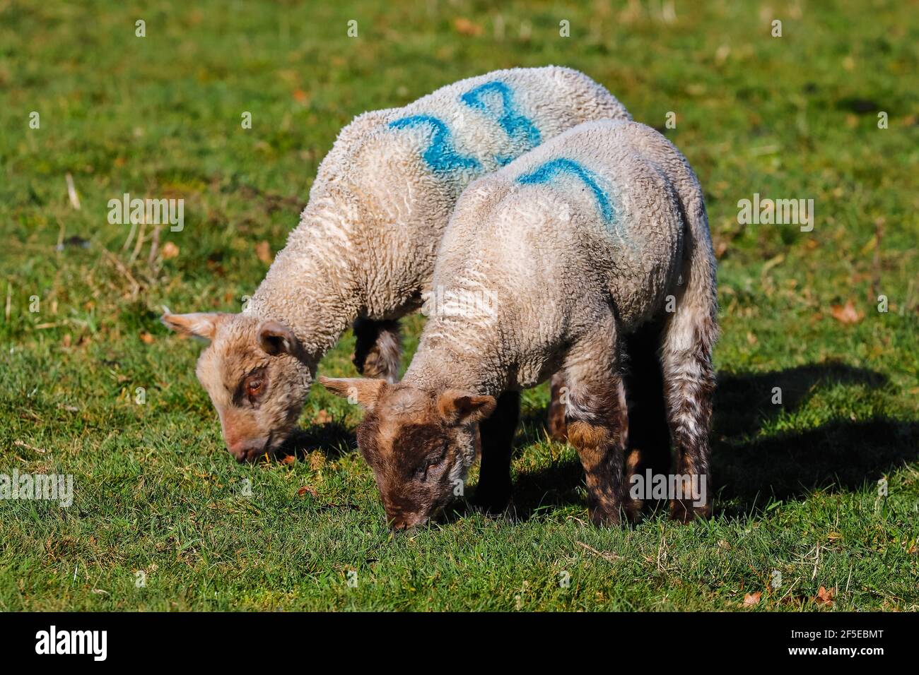 Lambs of the Suffolk breed of sheep with distinctive all black head ...