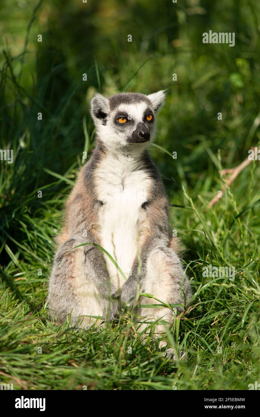 A ring tailed maki sitting in the grass and enjoying the sun Stock ...
