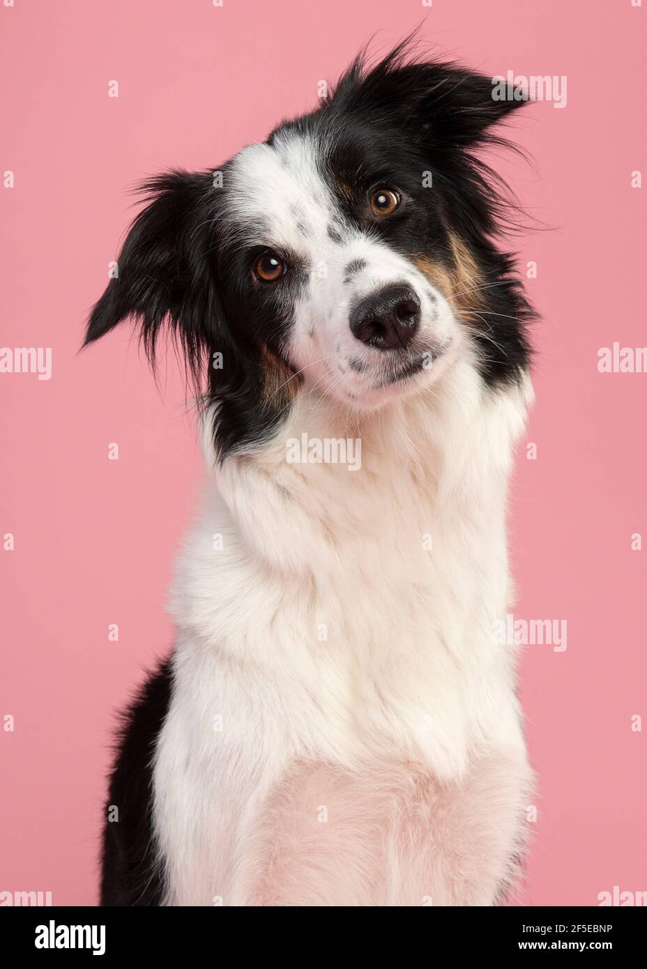 How Old Is Pink The Border Collie