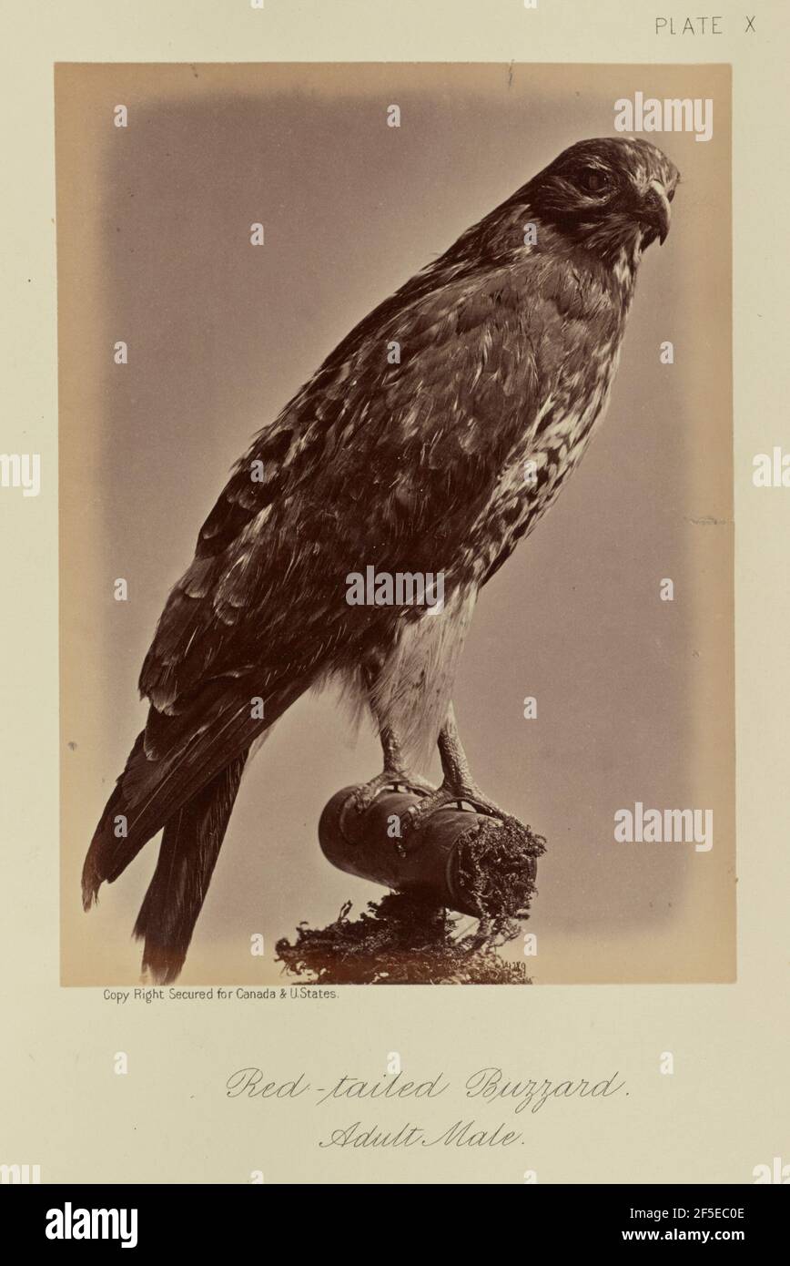 Keen observation of avian anatomy hi-res stock photography and images ...