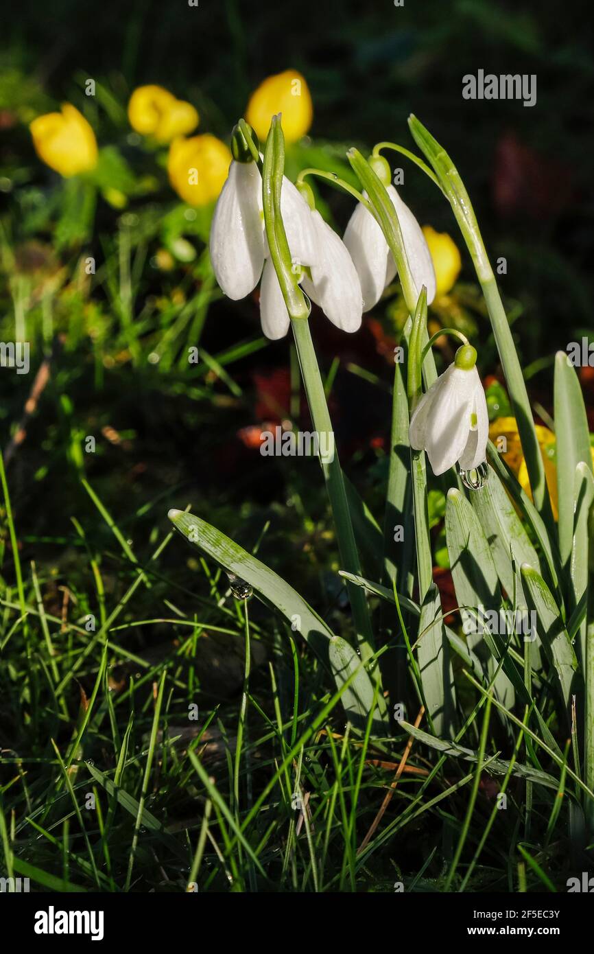 St botolphs church grounds hi-res stock photography and images - Alamy
