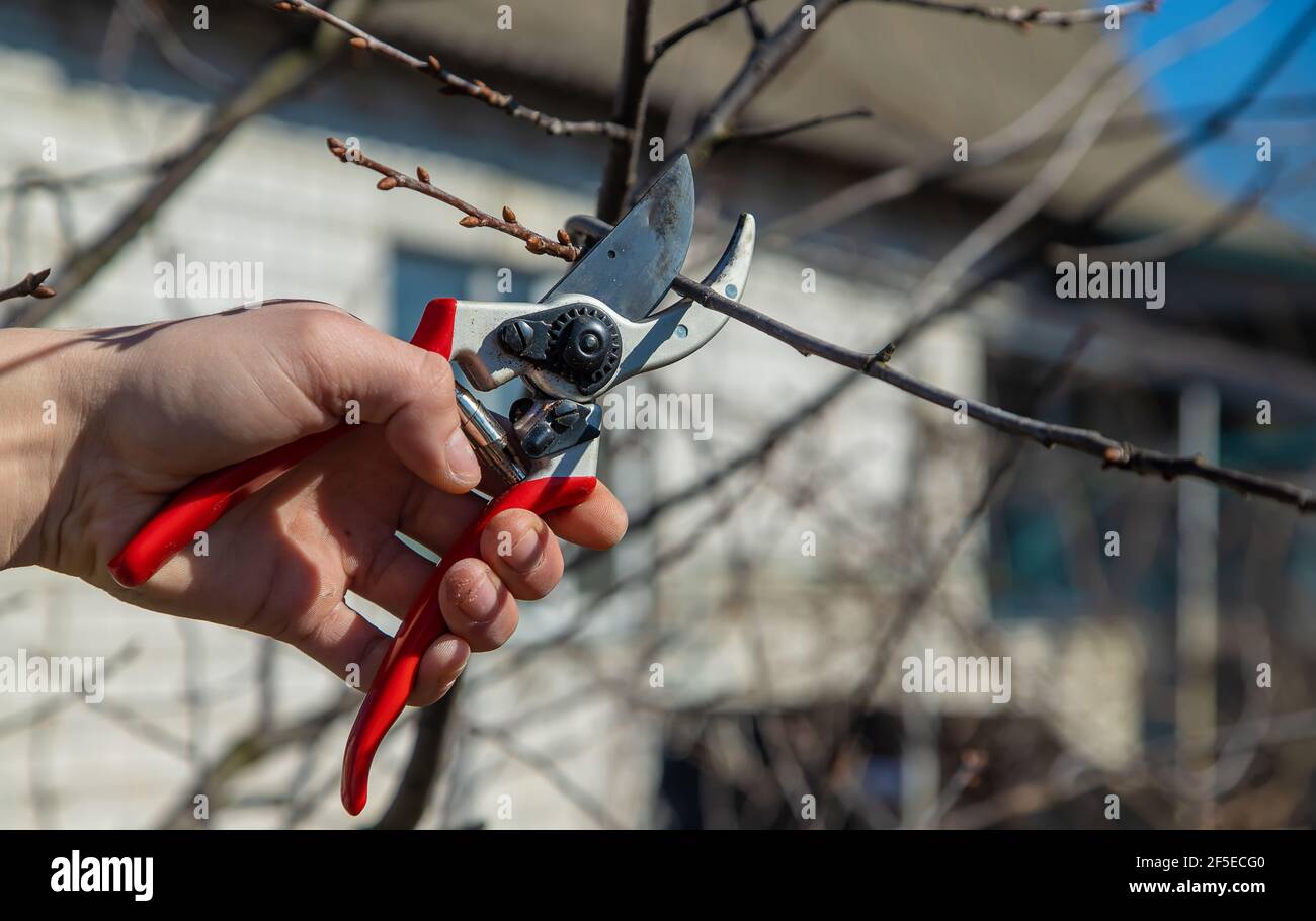 pruning branches with pruning shears Stock Photo - Alamy