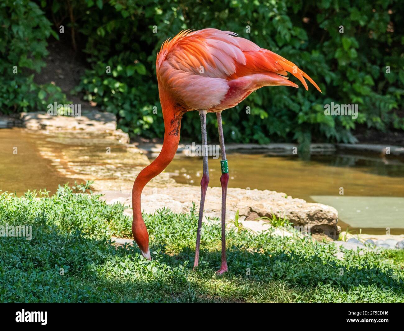 Full body shot of flamingo from the side on a green tree background in ...
