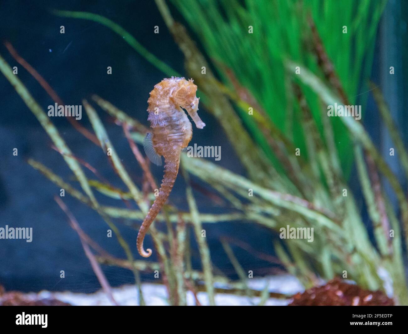 Shot of a common seahorse from the side in the blue aquarium and ...