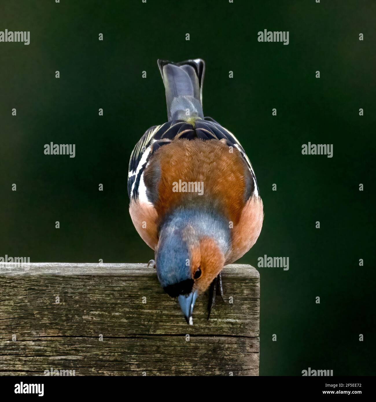 Bird standing on signpost hi-res stock photography and images - Alamy