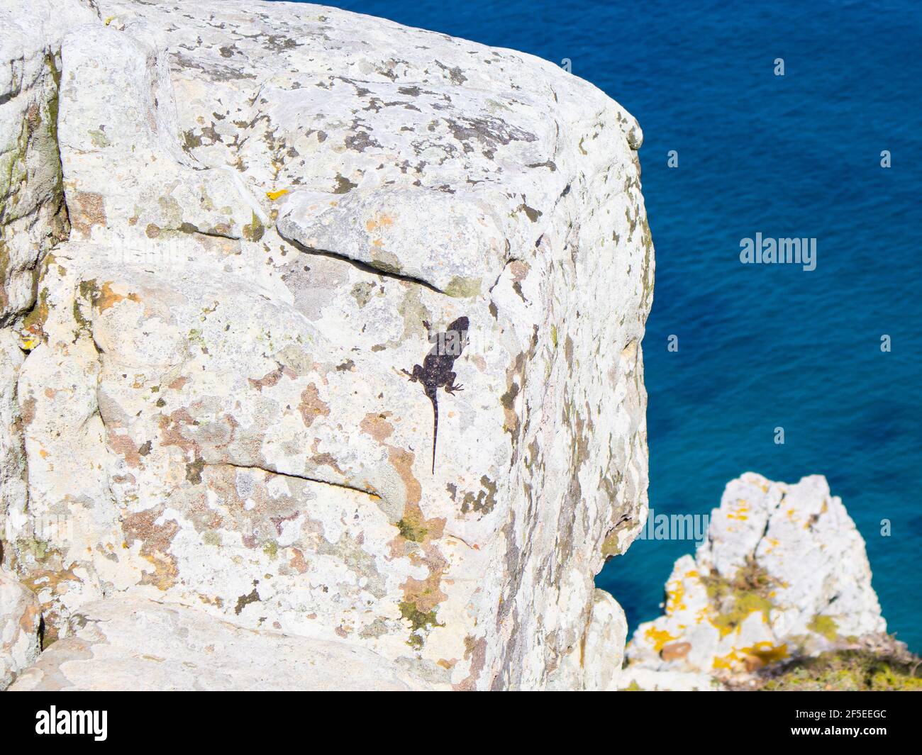 Cape Point - Cape Town, South Africa - 18-03-2021 Large lizard bathing ...