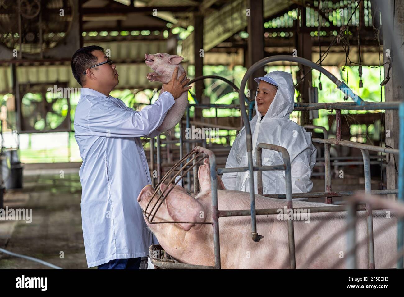 Asian pig production hi-res stock photography and images - Alamy
