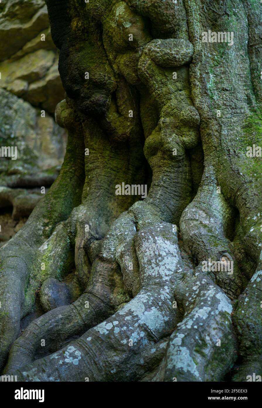 Faig fagus sylvatica hi-res stock photography and images - Alamy