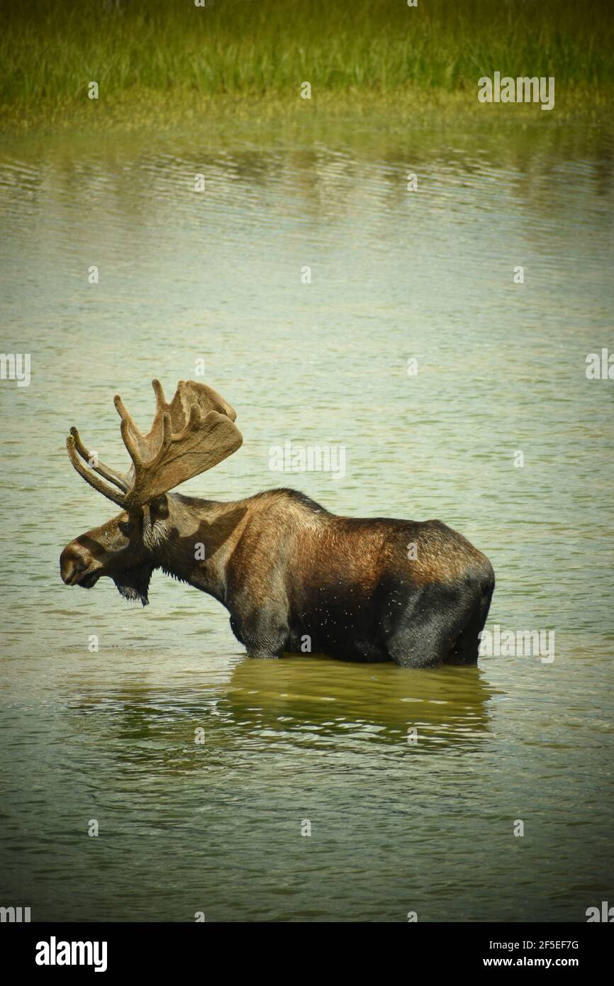 A majestic moose cooling off on a hot summer day Stock Photo - Alamy