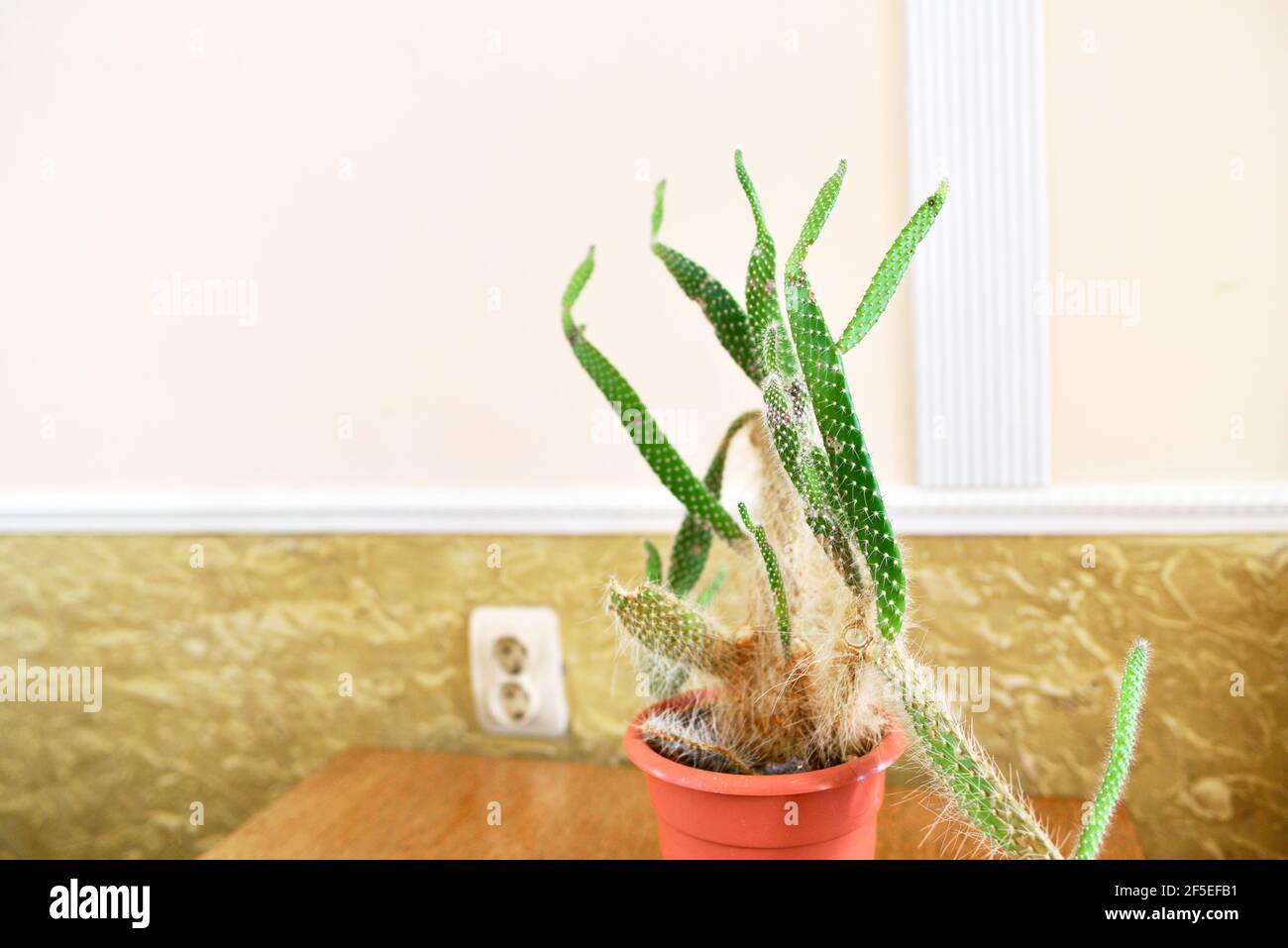 Cactus with long fancy leaves Stock Photo - Alamy