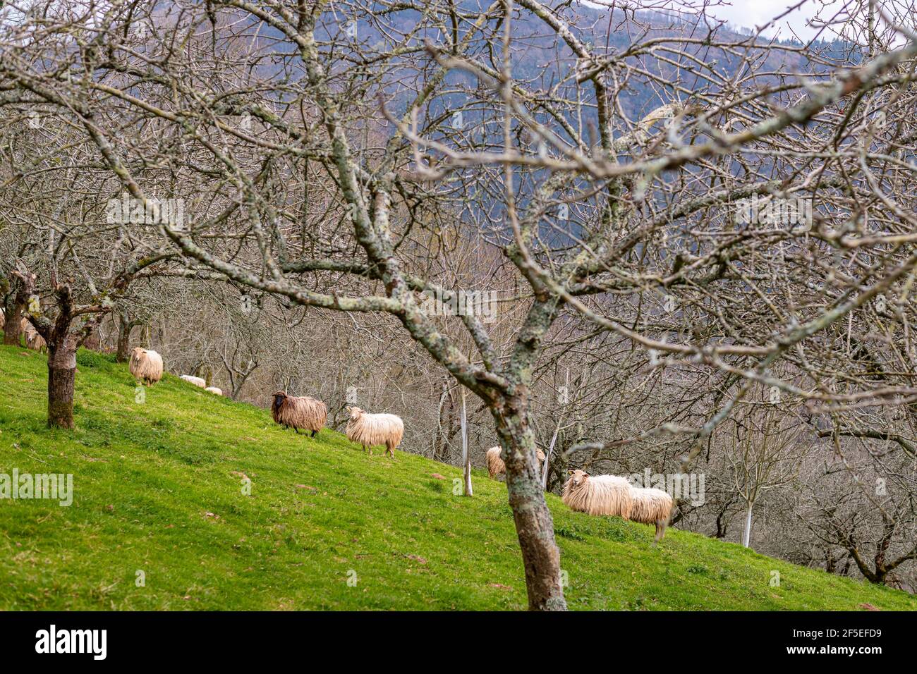 Sheep on fresh green grass in spring orchard Stock Photo - Alamy