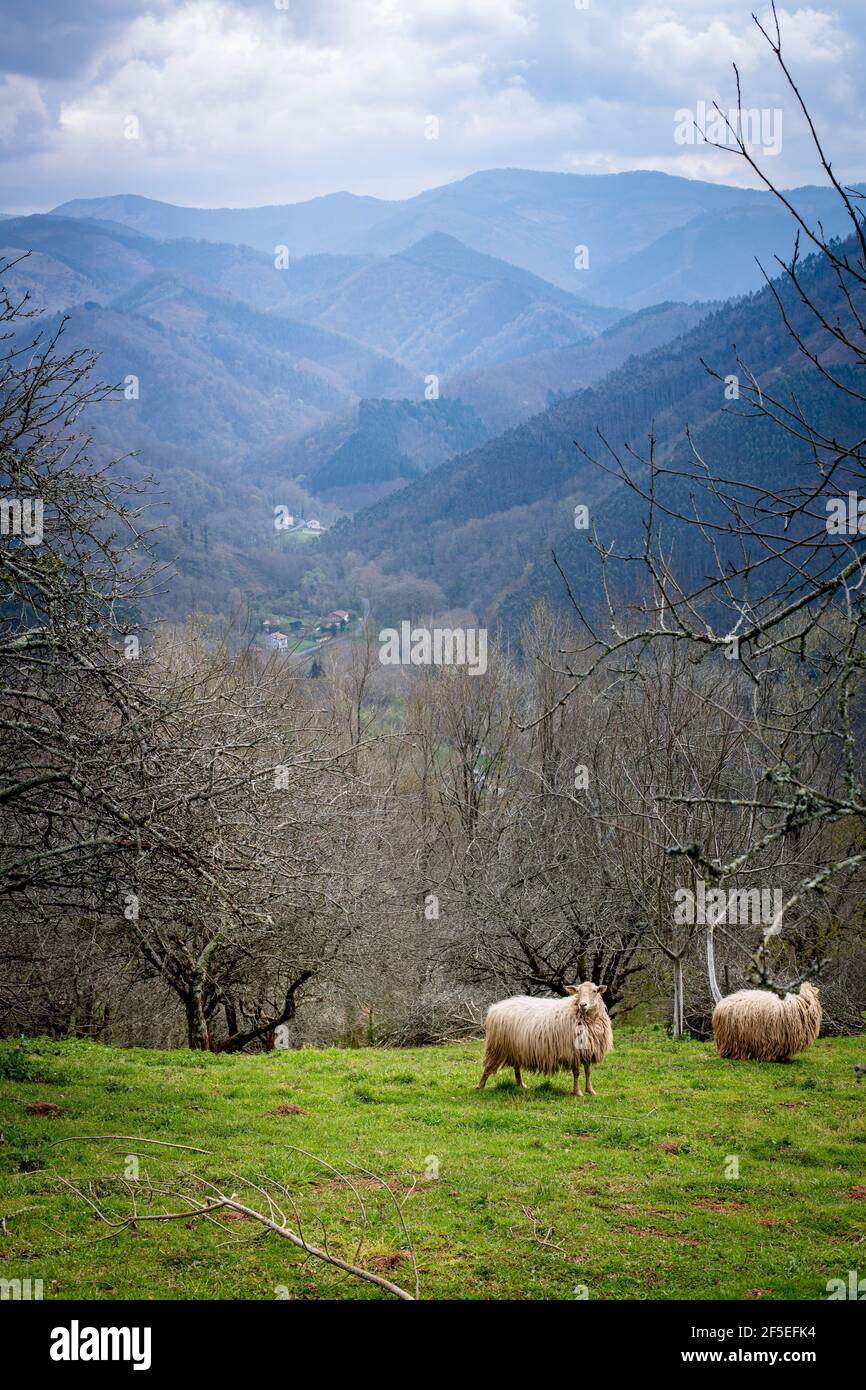 Orchard with sheep spain hi-res stock photography and images - Alamy