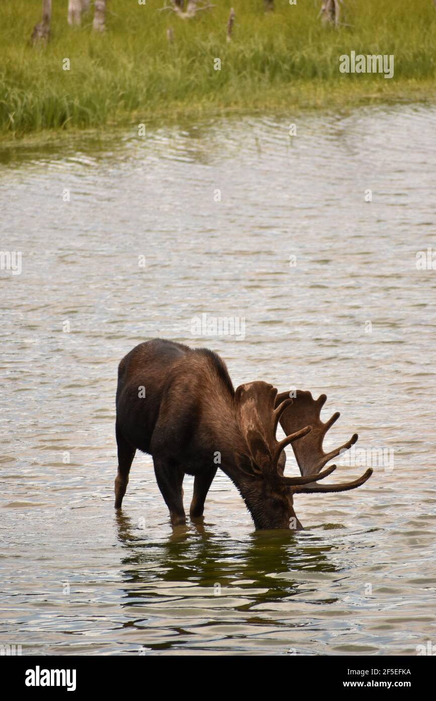 A majestic moose cooling off on a hot summer day Stock Photo - Alamy
