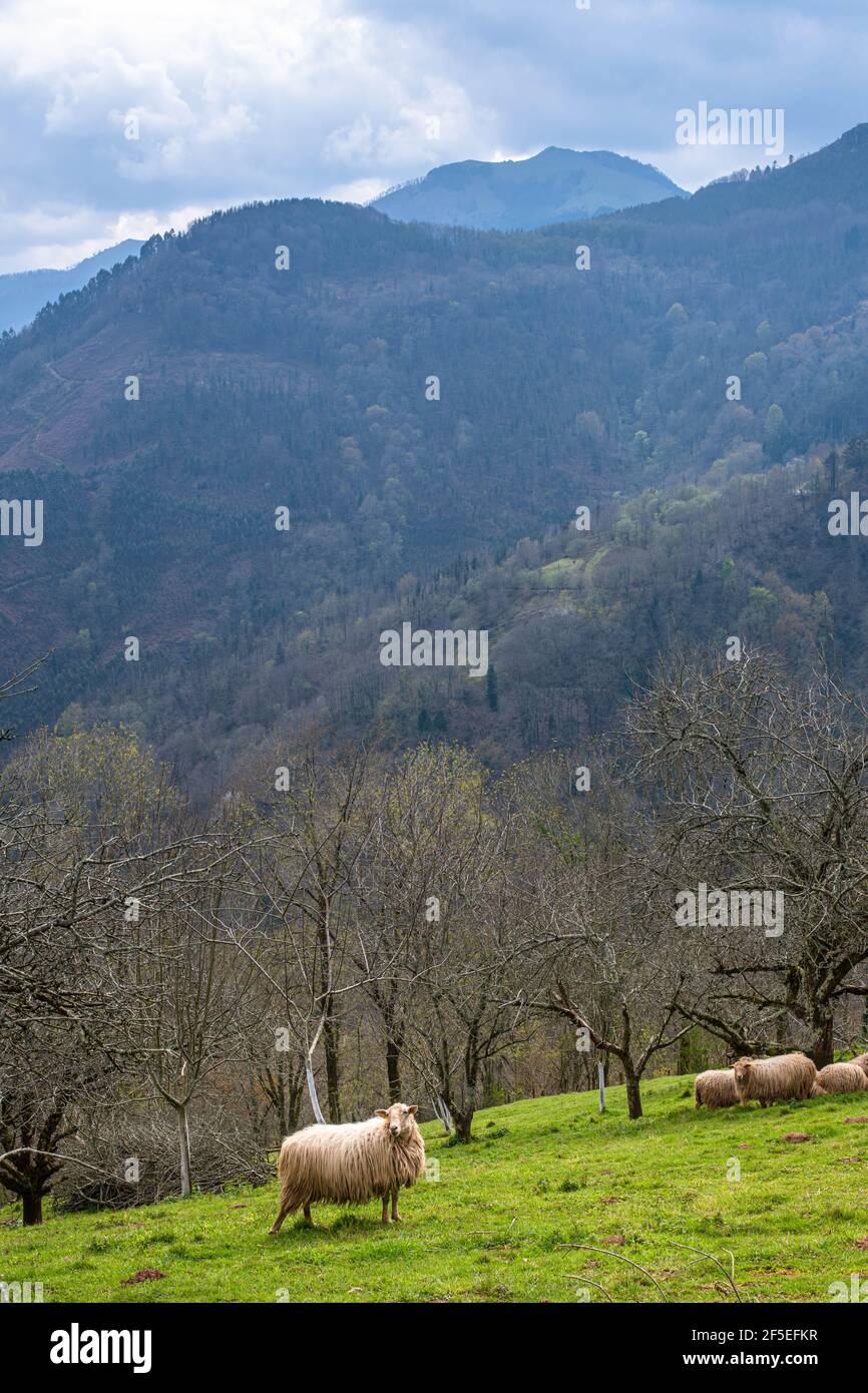 Stock orchard hi-res stock photography and images - Alamy