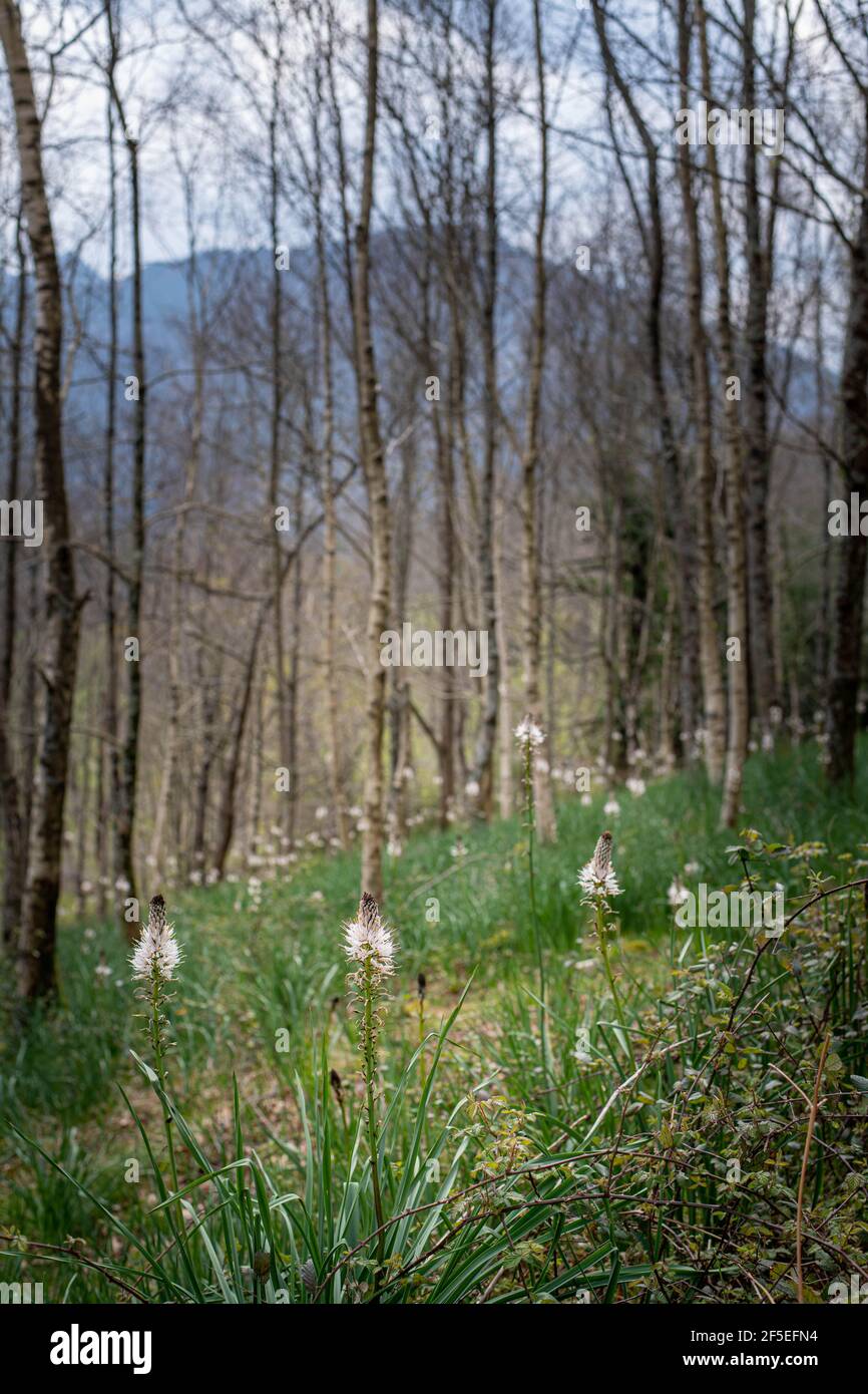 Beautiful spring forest trees hi-res stock photography and images - Alamy