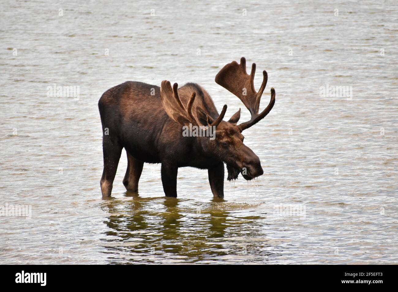 A majestic moose cooling off on a hot summer day Stock Photo - Alamy