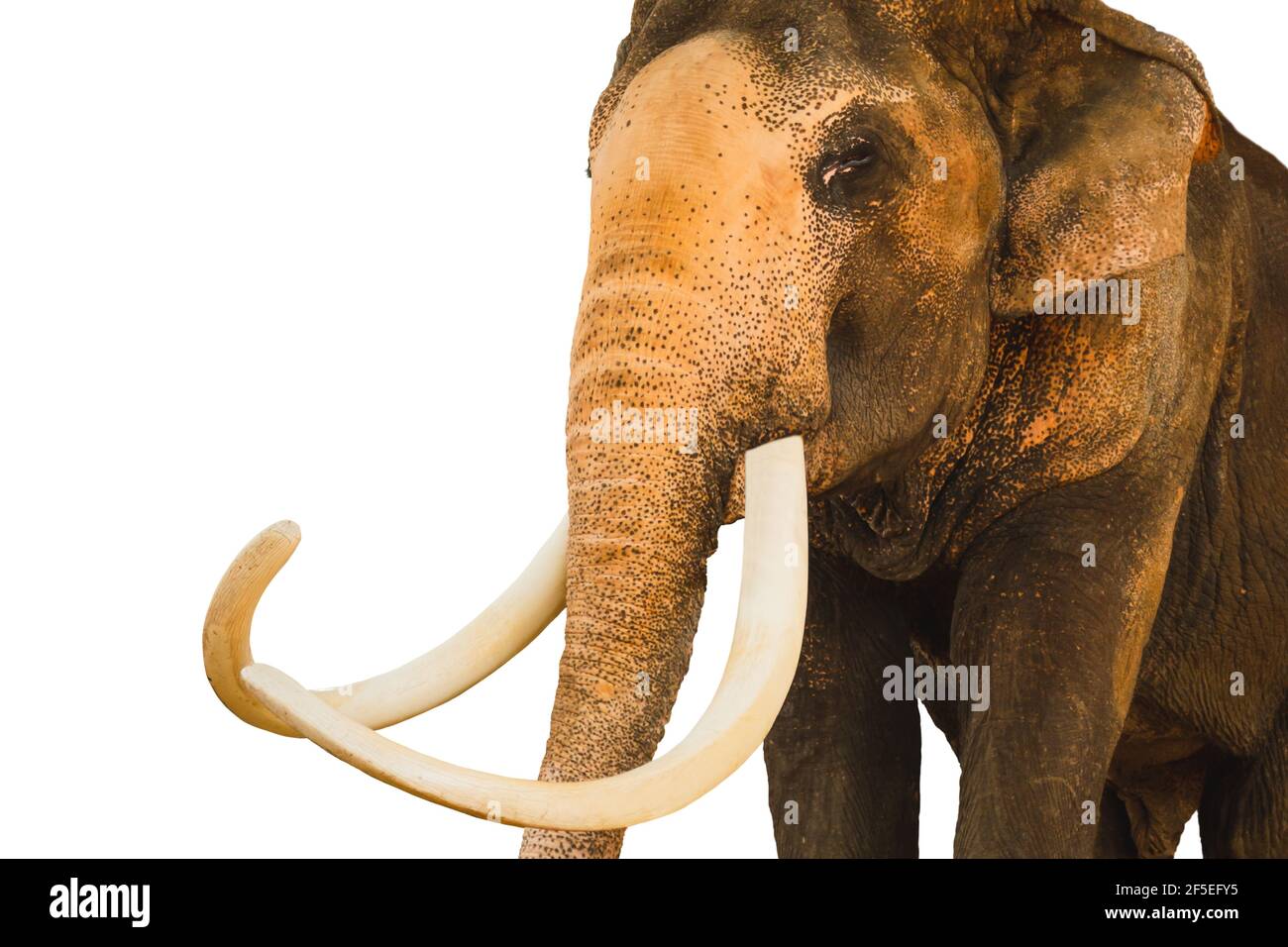 Asia Thai elephant with trunk isolated in white background Stock Photo ...