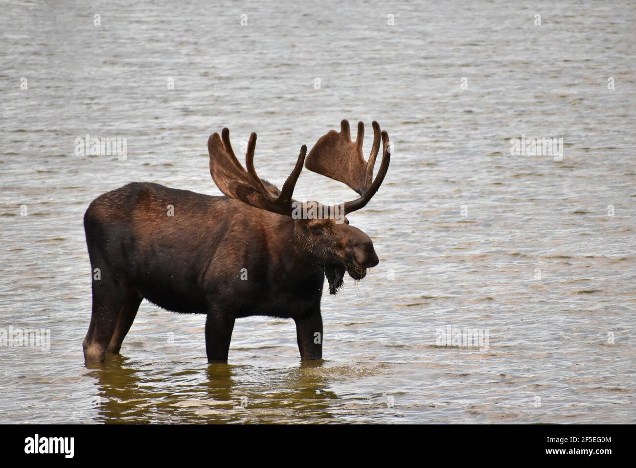 A majestic moose cooling off on a hot summer day Stock Photo - Alamy