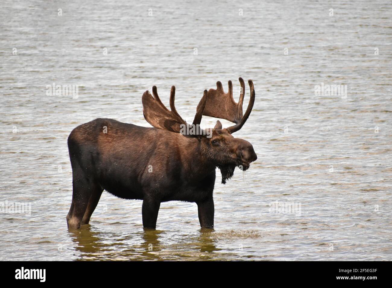 A majestic moose cooling off on a hot summer day Stock Photo - Alamy