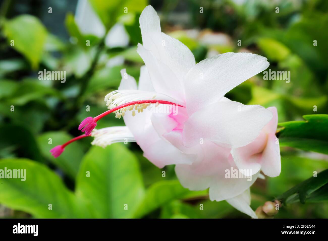 Beautiful white, pink, red flowers on Schlumbergera, an unusual cacti ...