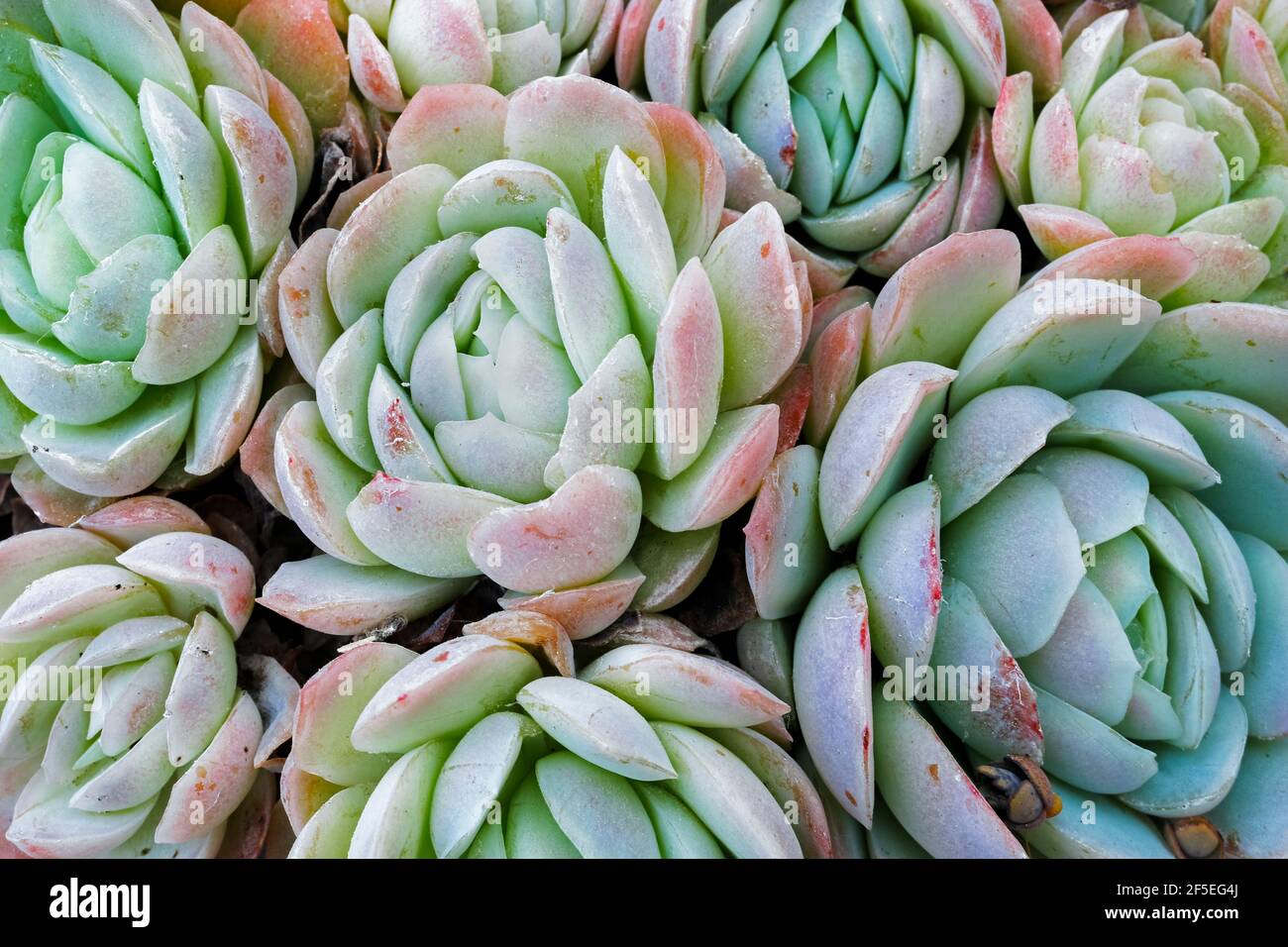 Echeveria Minima, an ornamental succulent plant known as Mexican Hens ...