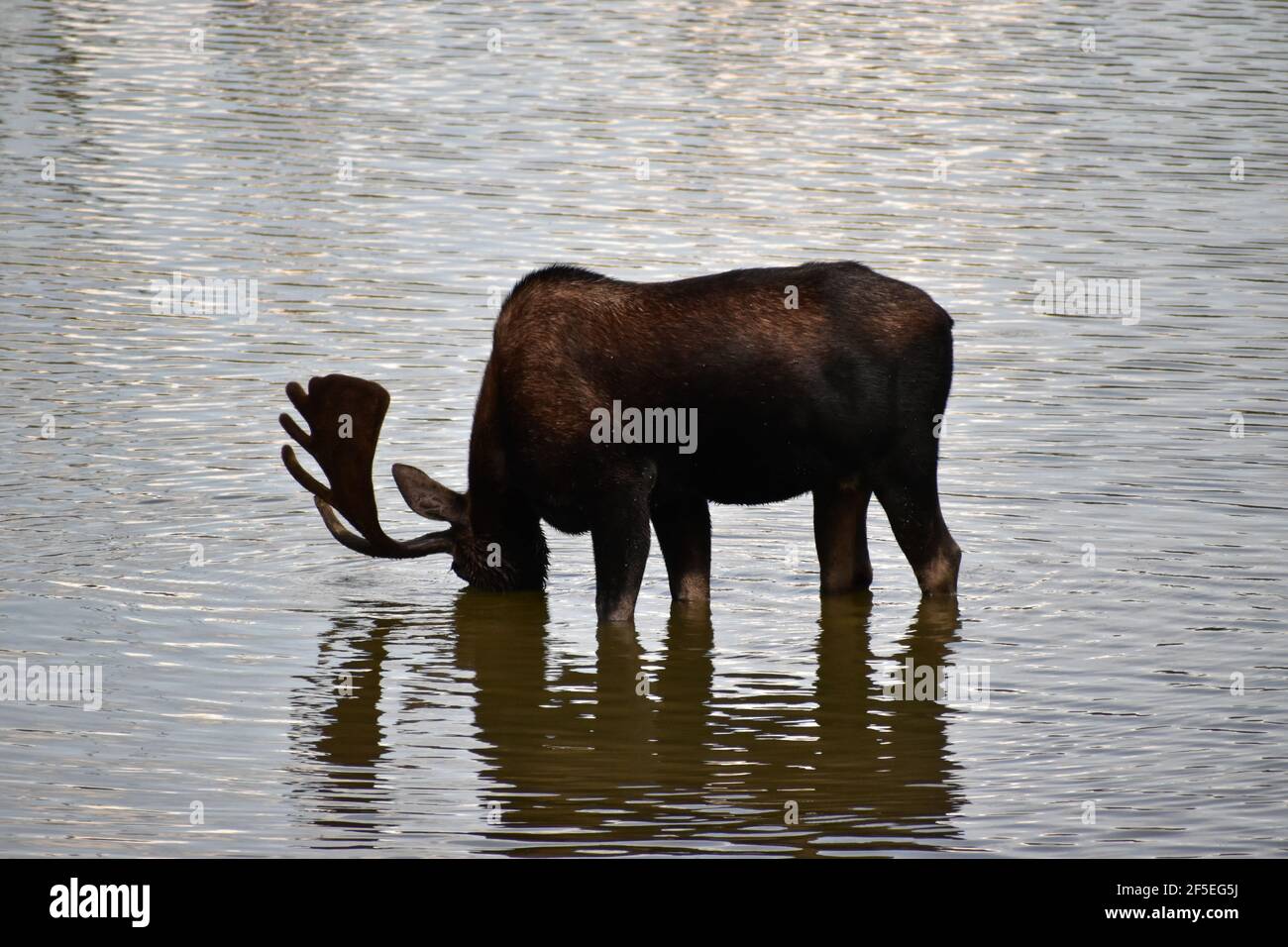A majestic moose cooling off on a hot summer day Stock Photo - Alamy